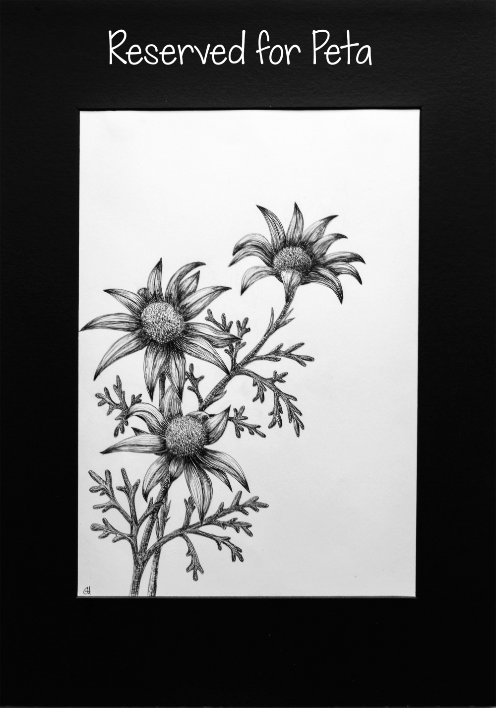 FLANNEL FLOWERS ILLUSTRATION | Intrinsic Designs